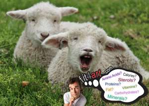 Lamb: nutritional value and information