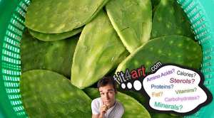 How many calories are in nopales?